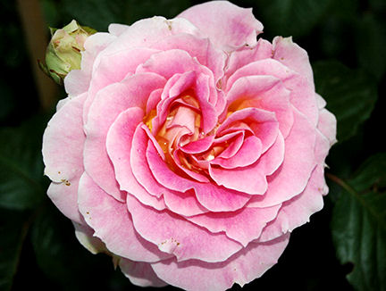 Rosa Cesar - IL GARDEN / Vivai Savegnago