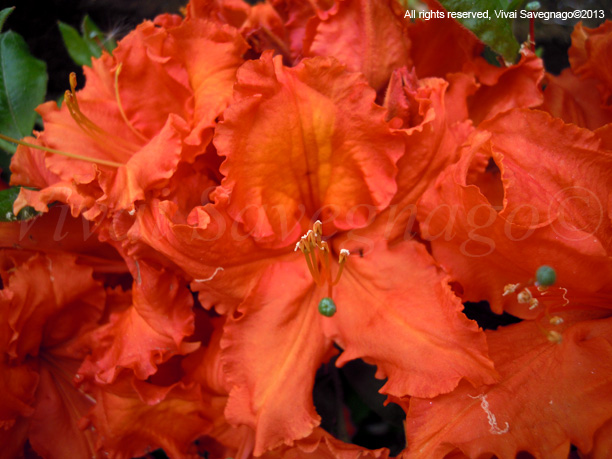 Azalea Gibraltar - IL GARDEN / Vivai Savegnago