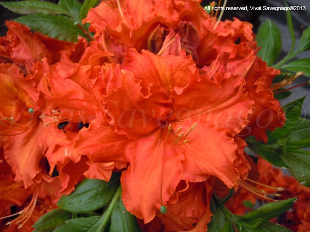 Azalea Gibraltar - IL GARDEN / Vivai Savegnago