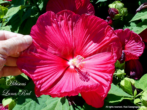 Hibiscus Luna Red - IL GARDEN / Vivai Savegnago