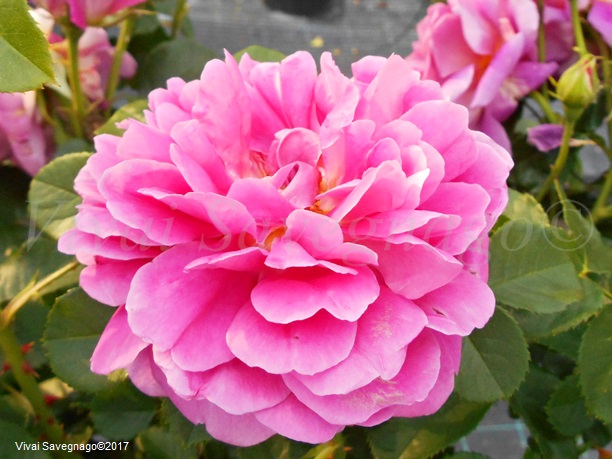 Rosa Princess Anne - IL GARDEN / Vivai Savegnago