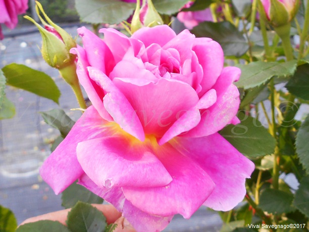 Rosa Princess Anne - IL GARDEN / Vivai Savegnago
