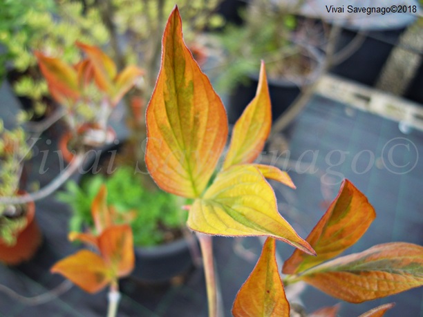 Cornus florida Cherokee Sunset - IL GARDEN / Vivai Savegnago
