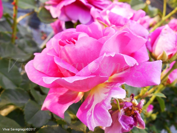 Rosa Princess Anne alberello - IL GARDEN / Vivai Savegnago
