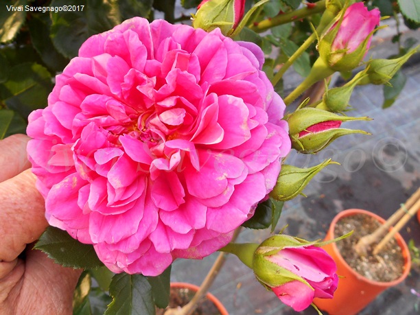 Rosa Princess Anne alberello - IL GARDEN / Vivai Savegnago